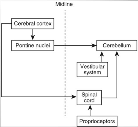 Foundations In Neuroscience Motor System The Cerebellum Flashcards Quizlet