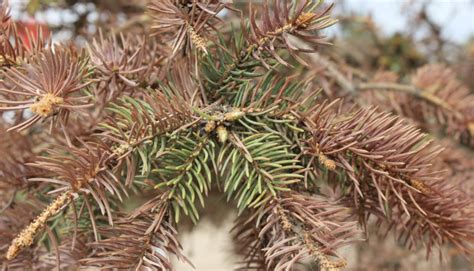 Watch Out For These 5 Evergreen Tree Diseases