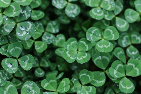 Hackerrank Luck Balance Solution
