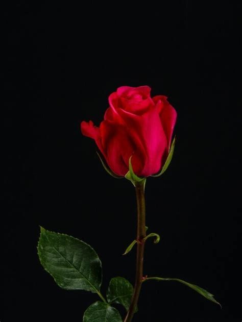 Which Potting Soil Is Good For Growing Roses Agriculture Review