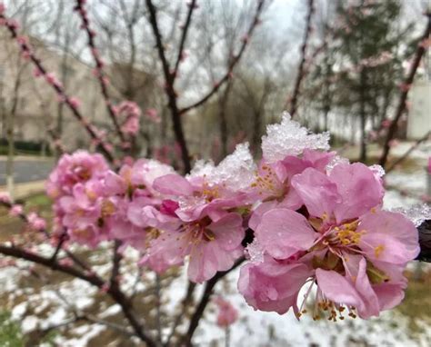人間四月飄瑞雪，中新天津生態城美爆了！ 每日頭條