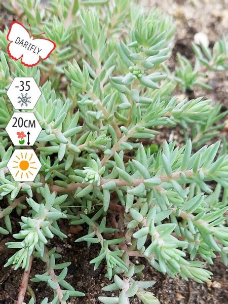 Очиток форстера Элеганс (Sedum fosterianum Elegans) почвопокровный ...