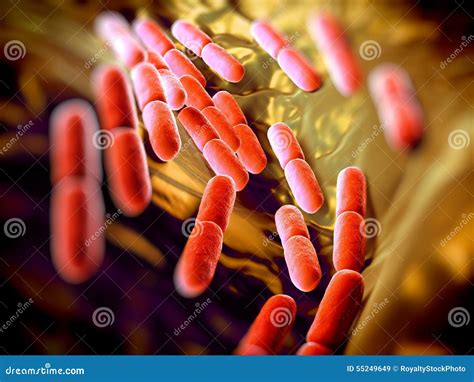 Lactobacillus Bulgaricus Bacteria Stock Illustration Image 55249649