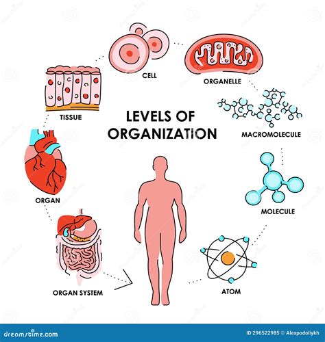 Organisation In Organisms Color Line Diagram Cartoon Vector 302545029