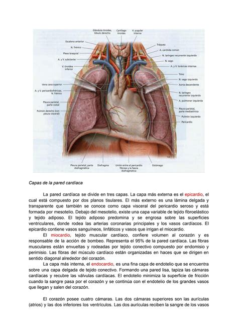 SOLUTION Sistema Circulatorio Y Sistema Respiratorio Studypool