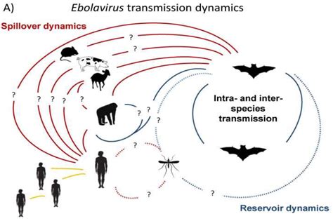25 Ebola Virus Bs0005 One Health