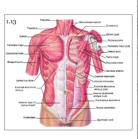 Chest Muscles Anatomy