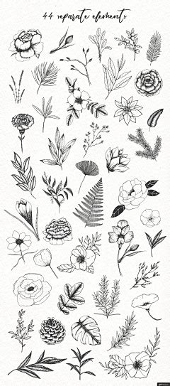简笔画の植物 花瓣网 陪你做生活的设计师 黑白简单线条花朵叶子植物PNG素材