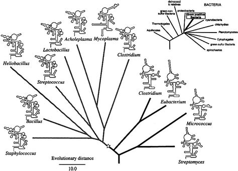 Evolution Of Rnase P Rna Sequence And Structure In Gram Positive