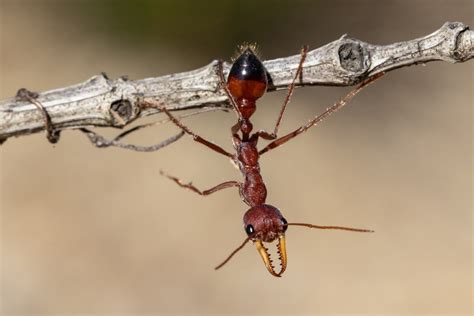 What Is The Largest Ant In The World