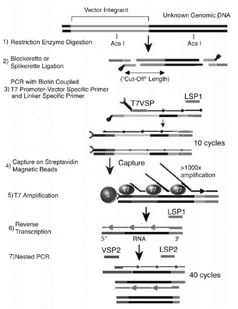 Outline For Bct Rt Pcr Or Sct Rt Pcr Amplification Of Unknown Flanking Download Scientific