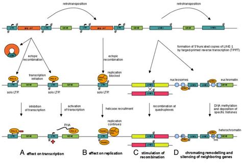 Transposable DNA Elements Part The Self Copy Machines In Your Genes AGINGSCIENCES