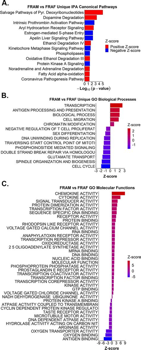 Biological Pathways Exclusive To Fram Vs Fraf A Significant Ipa Download Scientific Diagram