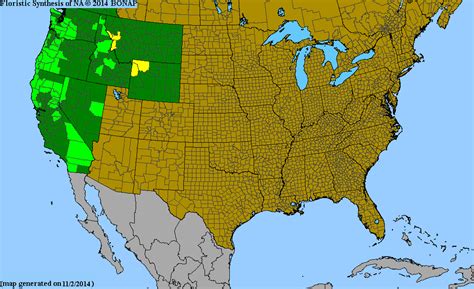Oregon Bentgrass Agrostis Oregonensis