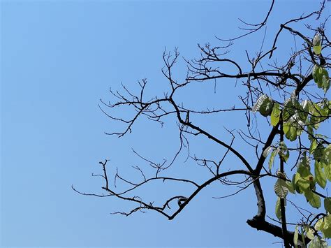 Langit Biru Pohon Akan Mati Foto Gratis Di Pixabay Pixabay