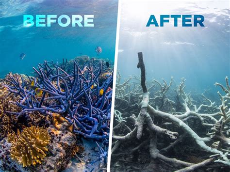 The Great Barrier Reef Is Dying The Daily Chomp