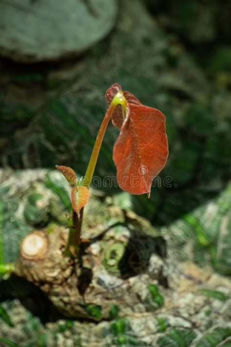 Orange Spring Leaves Budding New Life On The Tree Stock Image Image Of Clean Macro 271080685