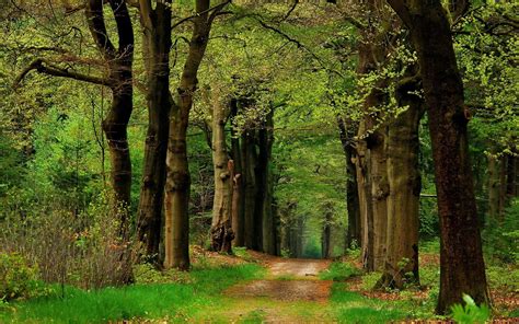 Fond d écran lumière du soleil des arbres paysage la nature