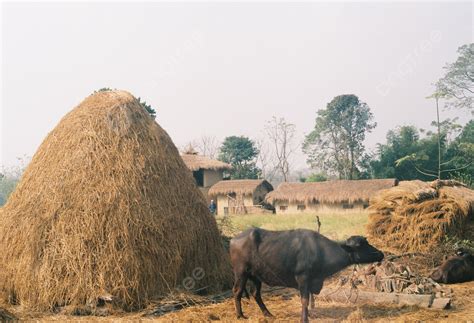 363 Foto Tumpukan Jerami Gambar Dan Background Untuk Unduh Gratis Pngtree