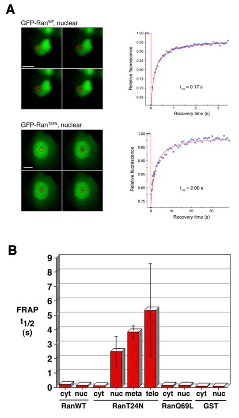 Frap Analysis Of Gfp Ran Proteins A Example Frap Experiments Focused