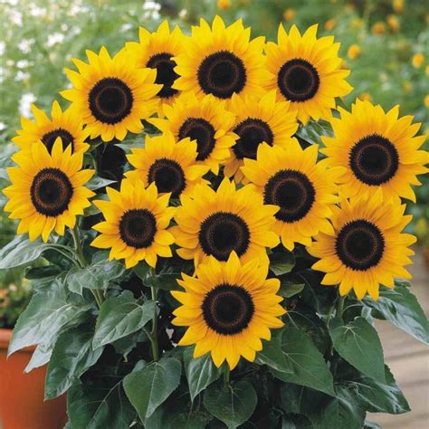 21 Annual Flowers That Reseed Themselves No Replanting Needed