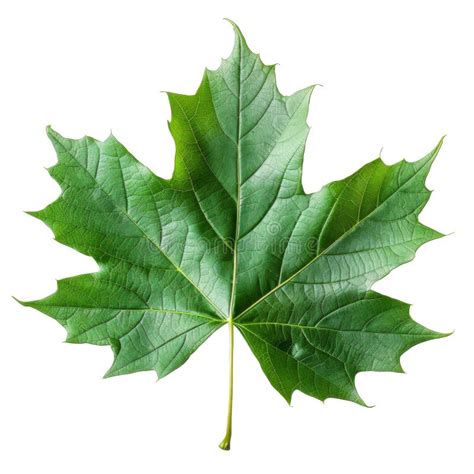 A Single Green Maple Leaf Isolated On A Black Background Stock Image Illustration Of Vibrant