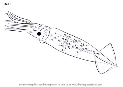 how to draw a squid squids step by step