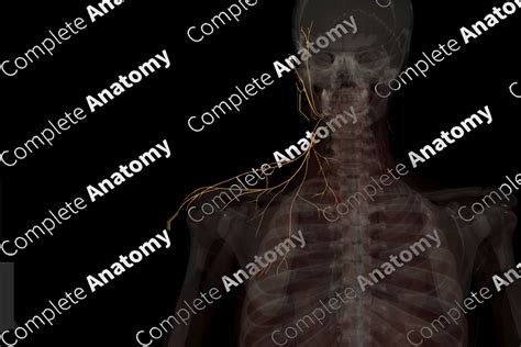 Superficial Branches Of Cervical Plexus Left Complete Anatomy