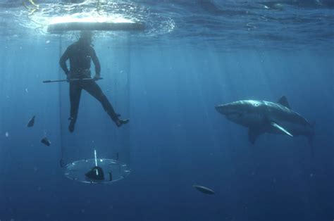Shark Week 2023 How To Watch Full Schedule And More