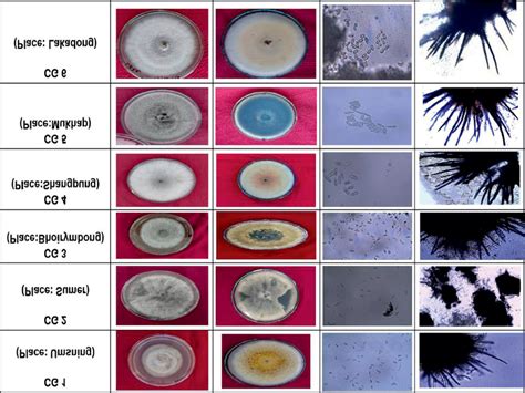 figure morphological variability among the isolates of in term of