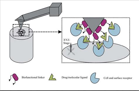 Afm Cantilever Probe Approaches The Sample Surface To Quantify Download Scientific Diagram