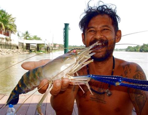 湄公河釣魚過癮釣蝦更過癮，1斤多重的大河蝦挑戰你的想像 每日頭條