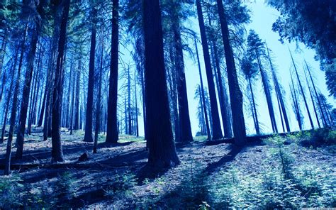 Blue Forest 4K Wallpapers Top Free Blue Forest 4K Backgrounds