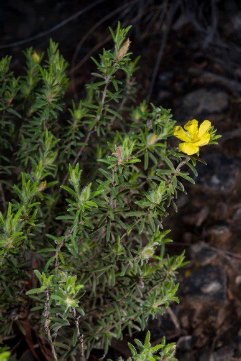 Plants Discover And Conserve Native Plants — Manly Dam Biodiversity