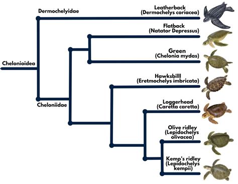 Sea Turtles The Ultimate Expert Guide — The State Of The Worlds Sea