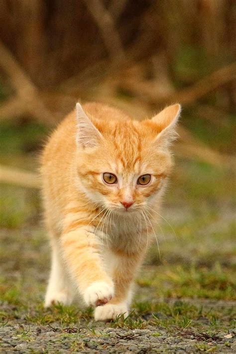 Orange Tabby Cat Kittens