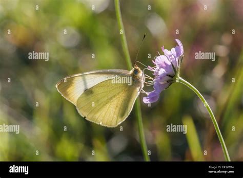 Pieris Brassicae Known As Large White Cabbage Butterfly Cabbage