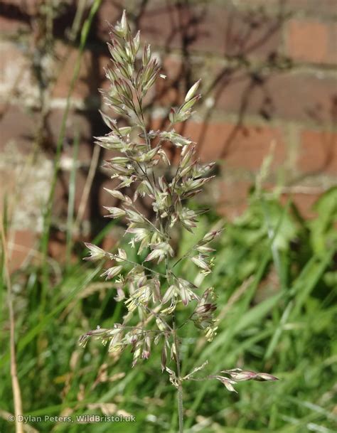 Creeping Soft Grass Holcus Mollis Species Wildbristoluk