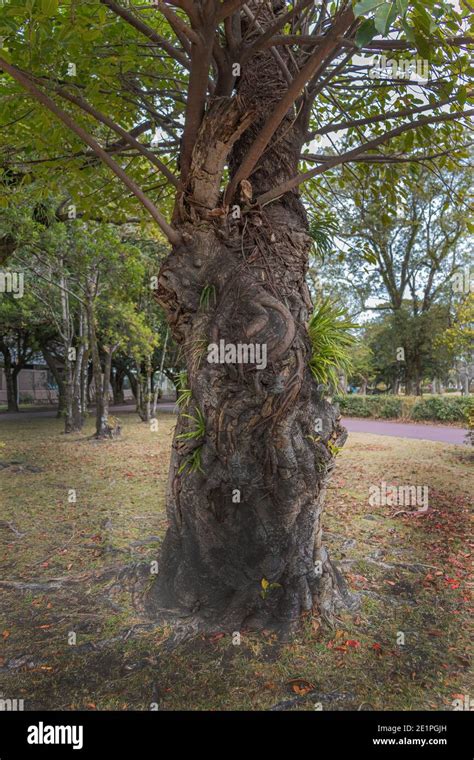 Tree In A Park With Another Tree Growing Out Of Its Side Stock Photo Alamy