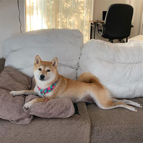 柴犬ハルand保護犬すずさんのインスタグラム写真 柴犬ハルand保護犬すずinstagram「☂️ 『九州のみなさん大丈夫ですか☂️