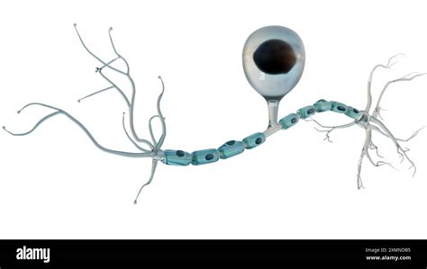 3d Rendering Of Sensory Neurons Or Afferent Neurons Are Nerve Cells That Receive Stimuli From