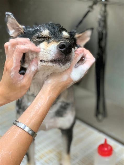 晨希寵物美容生活館 — 柴犬來晨希就對了😉 — 蹦蹦是緊張大師 也有咬人紀錄📝