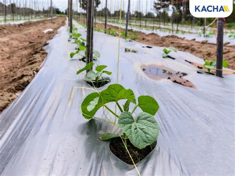 พลาสติก Pe คืออะไร รู้จักประเภท คุณสมบัติ และการใช้งานที่ควรรู้