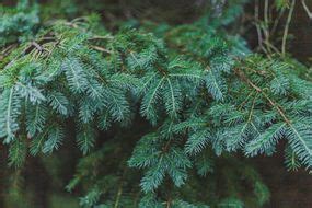 Pictures And Description Of Hackberry Trees