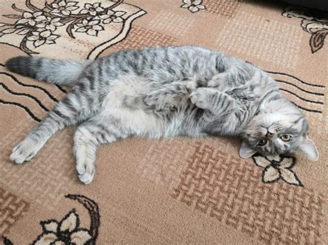 Отдам в ДОБРЫЕ руки Бритского кота Окрас Вискас Возраст 7 мес Кастрирован Домашнего