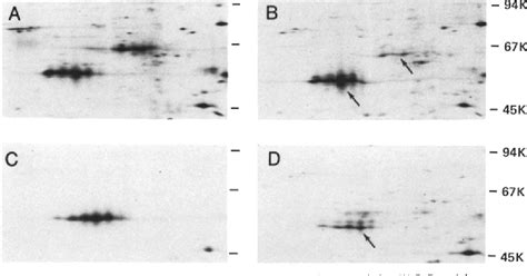 Figure 2 From The Monomeric Igm And Igd Molecules On The Cell Surface
