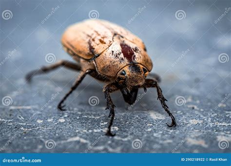 Insects Selective Focused Ants Killing Life On Earth Micro Photography
