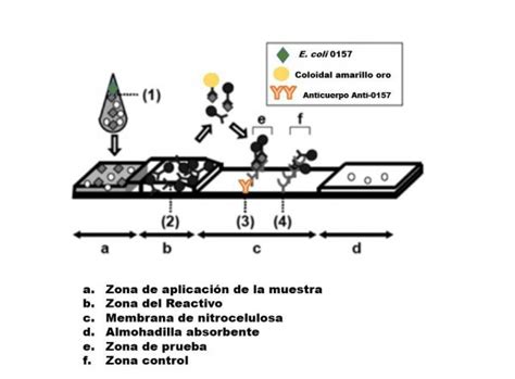 Development Of A Lateral Flow Immunochromatographic Strip 54 Off