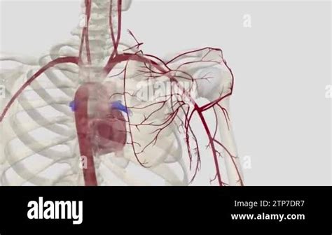The Thoracoacromial Artery Gives Off Four Branches To Supply The