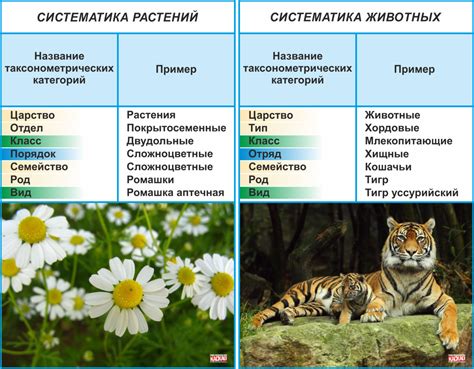 Классификация растений схема полная красивые картинки и обои на